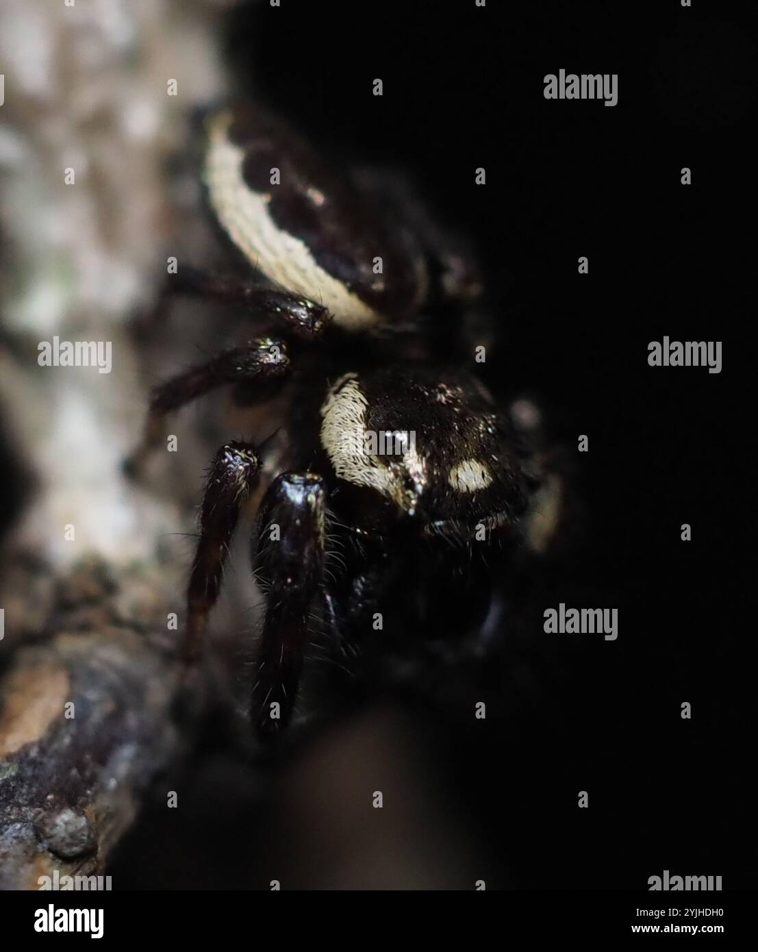 Bronze Jumping Spider (Eris militaris Stock Photo - Alamy