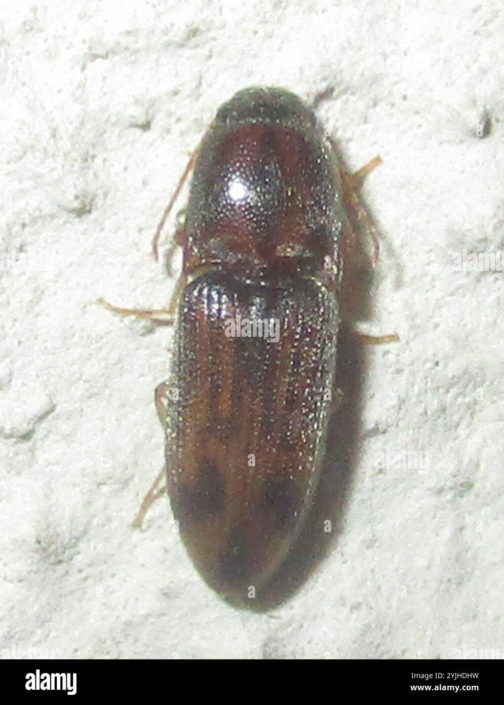 Click Beetles (Elateridae Stock Photo - Alamy