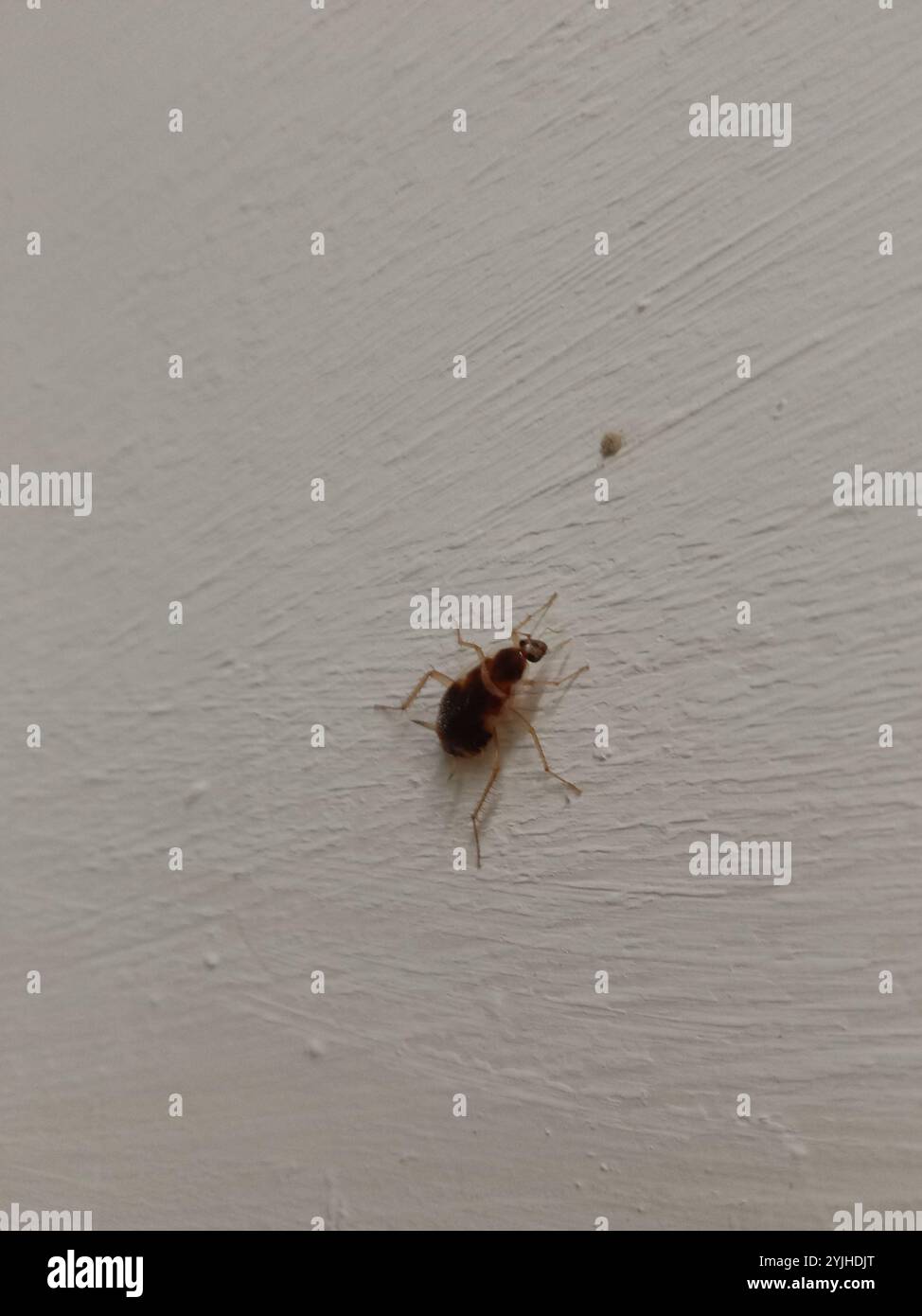 Brown-banded Cockroach (Supella longipalpa Stock Photo - Alamy