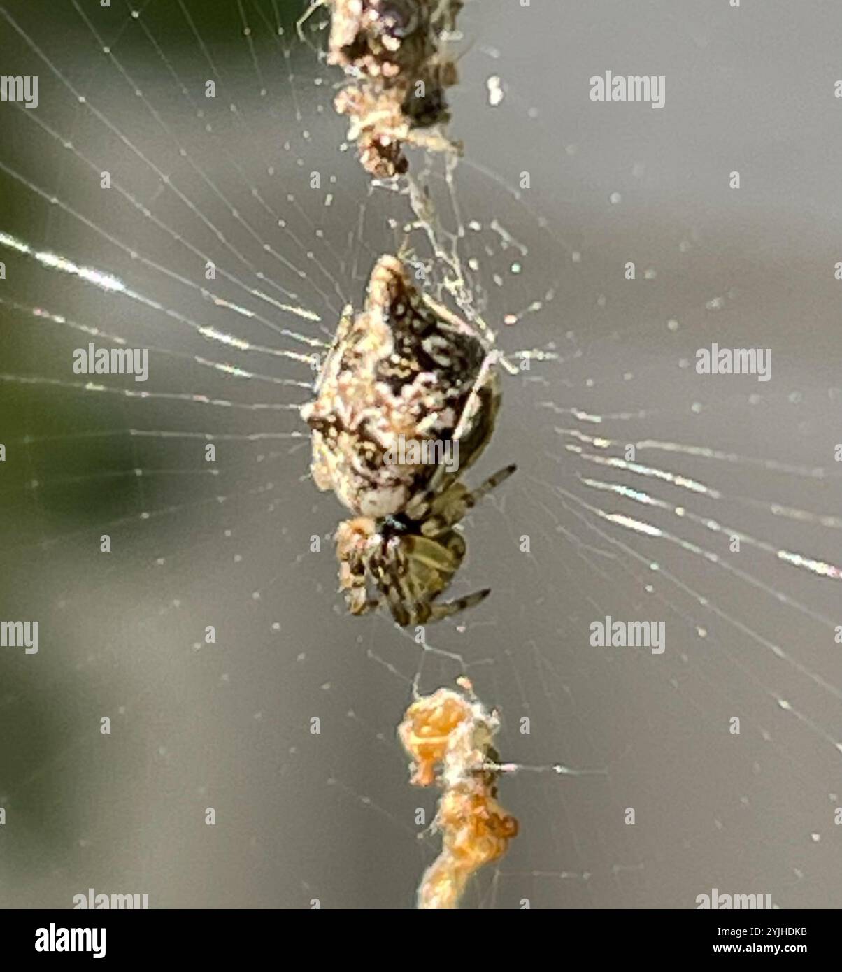 Humped Trashline Orbweaver (Cyclosa turbinata Stock Photo - Alamy
