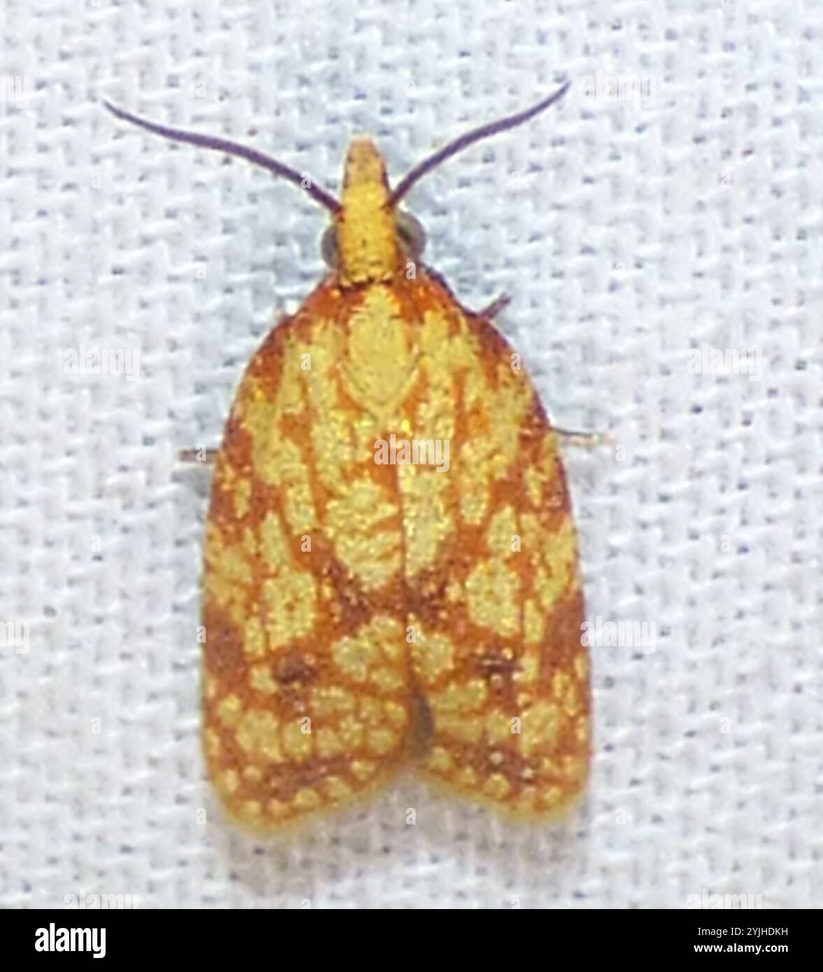 Sparganothis Fruitworm Moth (Sparganothis sulfureana Stock Photo - Alamy