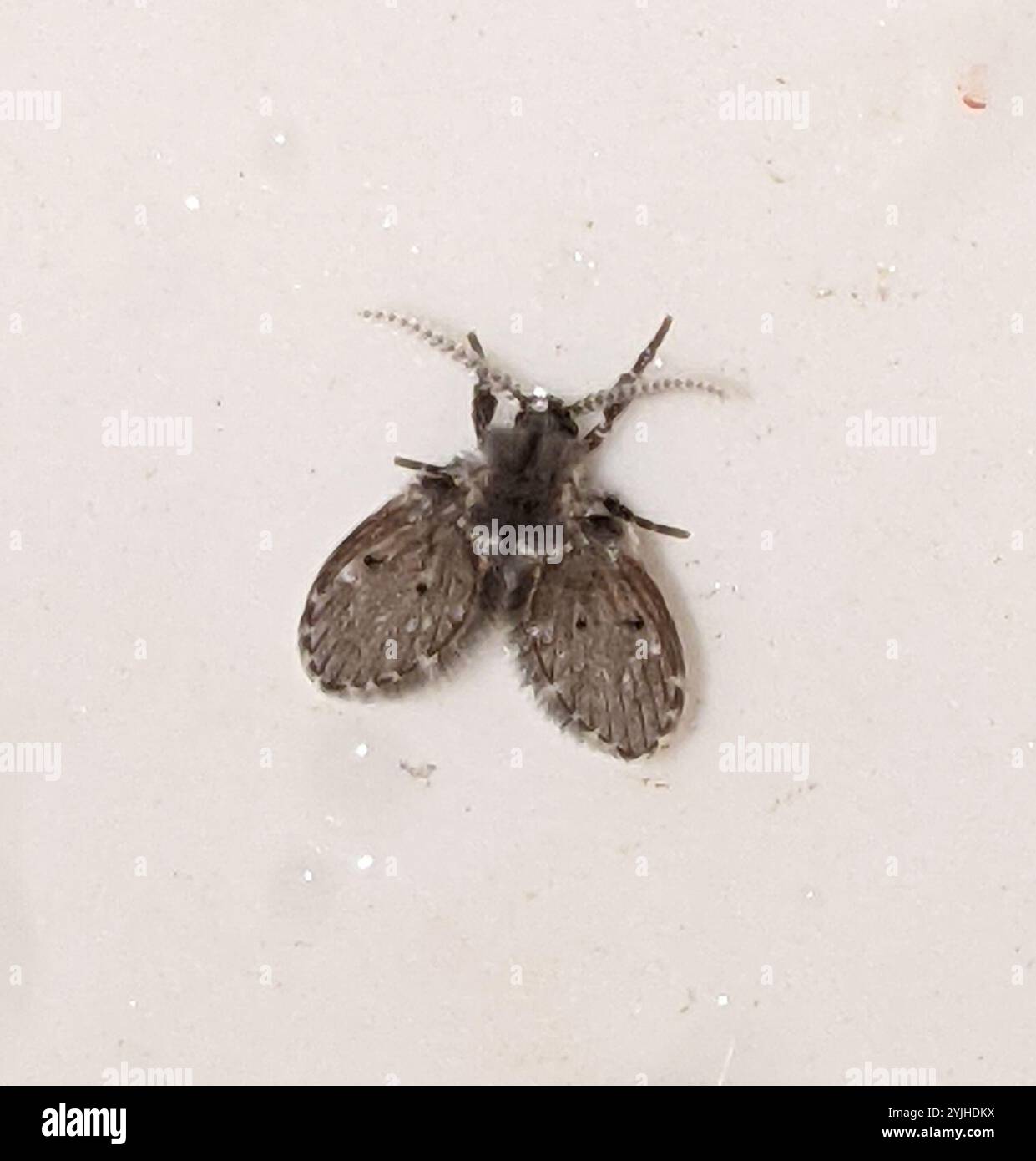 Bathroom Moth Fly (Clogmia albipunctata Stock Photo - Alamy