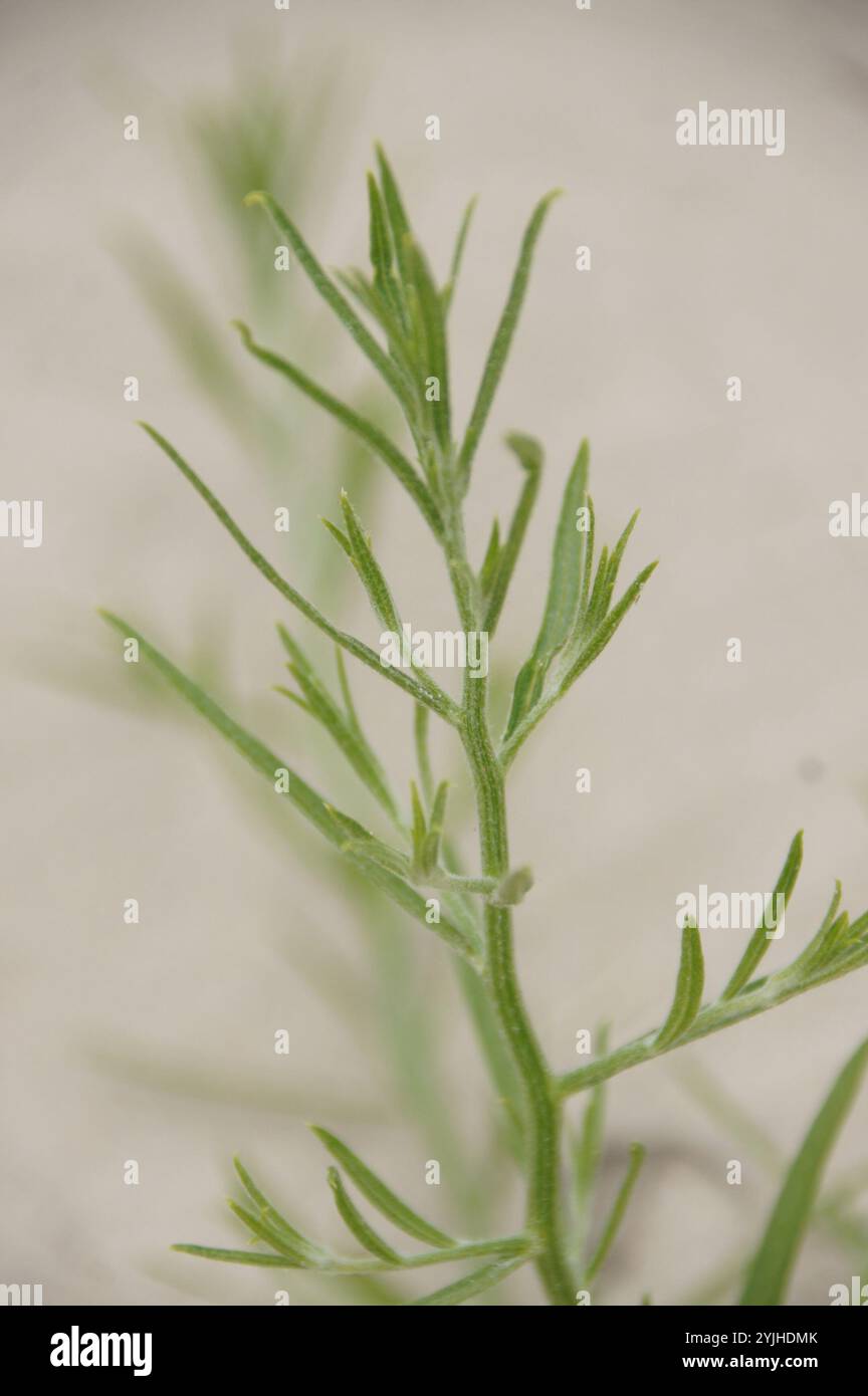 Bugseeds hi-res stock photography and images - Alamy