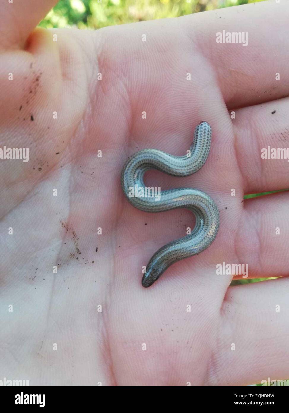 Common Burrowing Skink (Scelotes bipes Stock Photo - Alamy