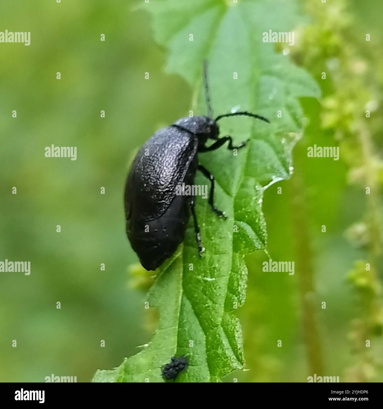black-punctured leaf beetle (Galeruca tanaceti Stock Photo - Alamy