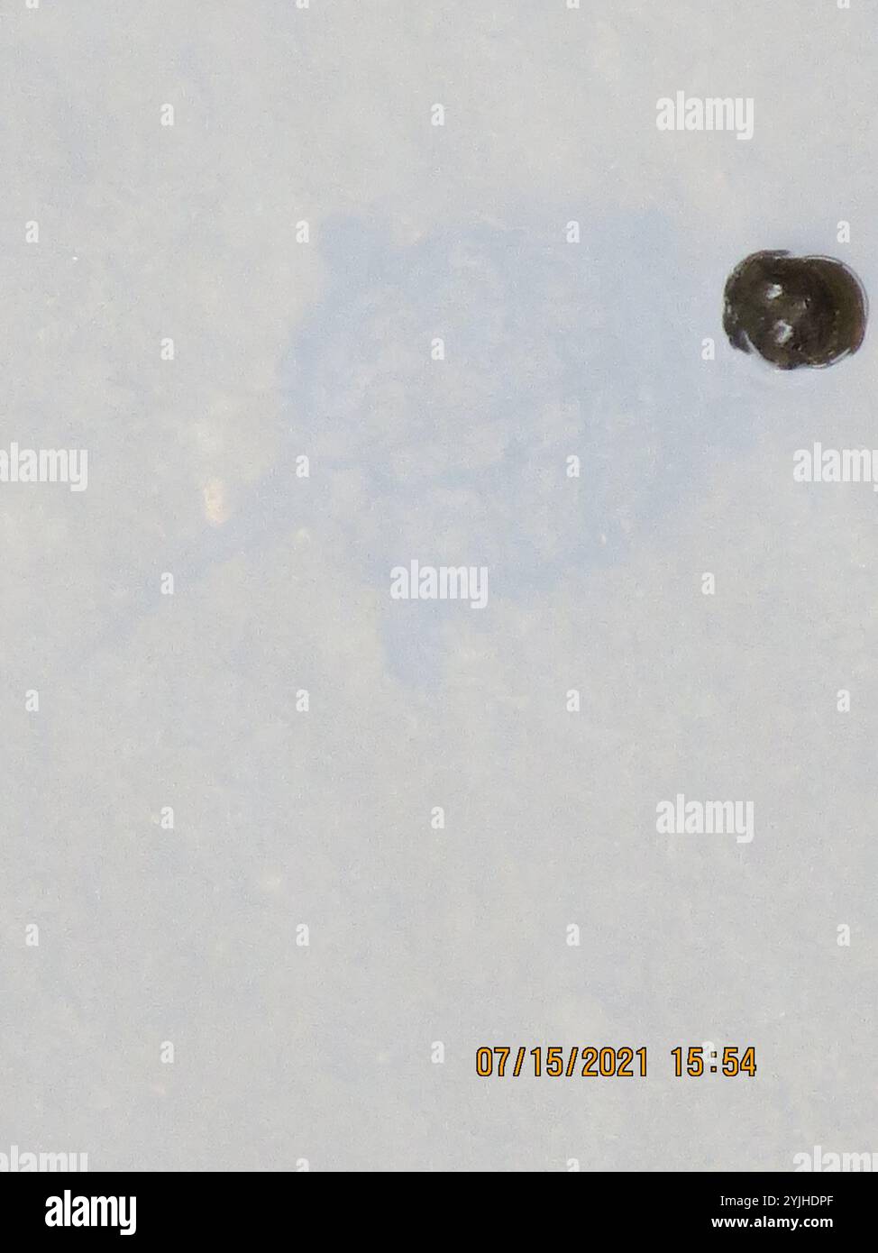 Common Snapping Turtle (Chelydra serpentina Stock Photo - Alamy Common Snapping Turtle (Chelydra serpentina Stock Photo - Alamy