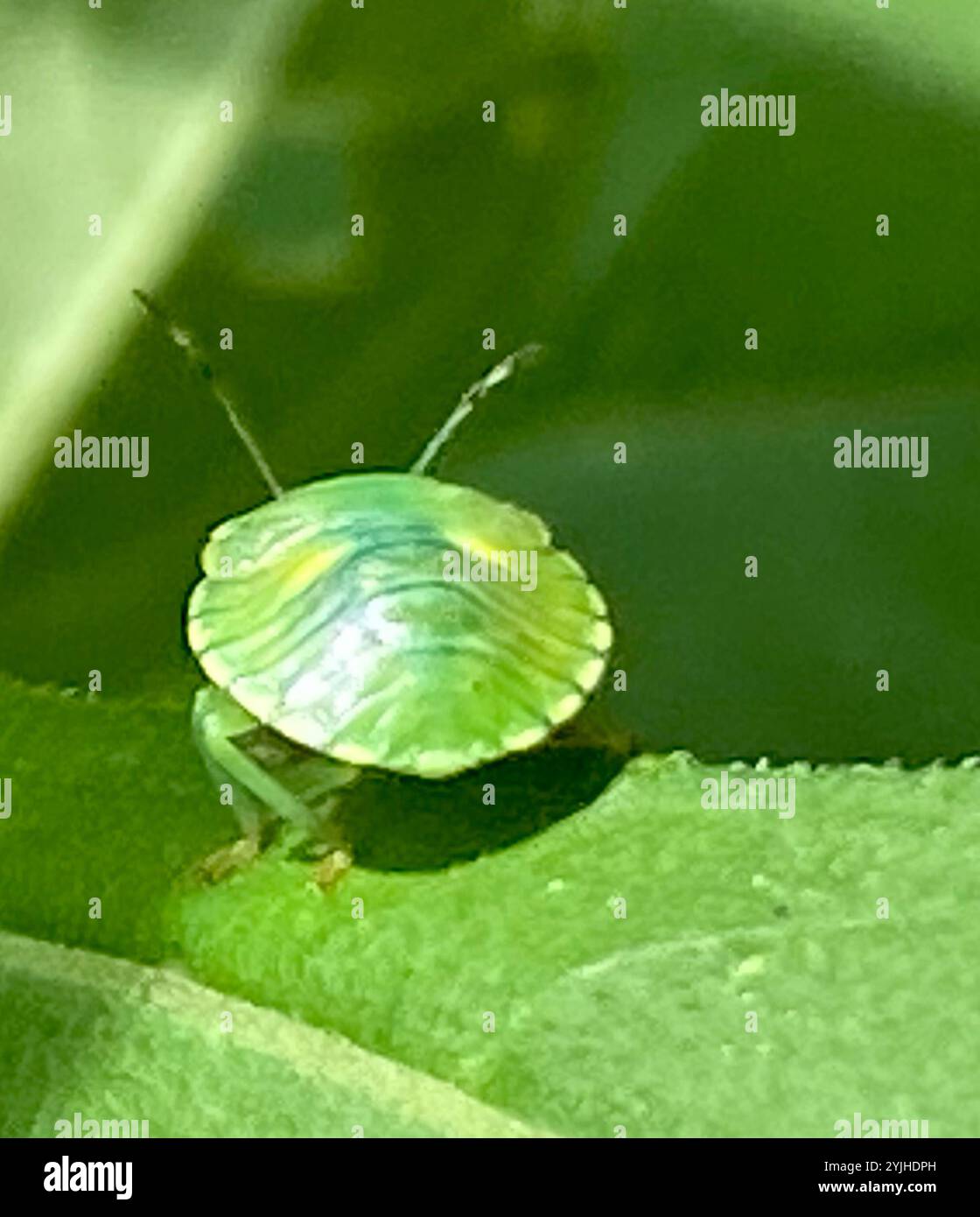 Green Stink Bug (Chinavia hilaris Stock Photo - Alamy