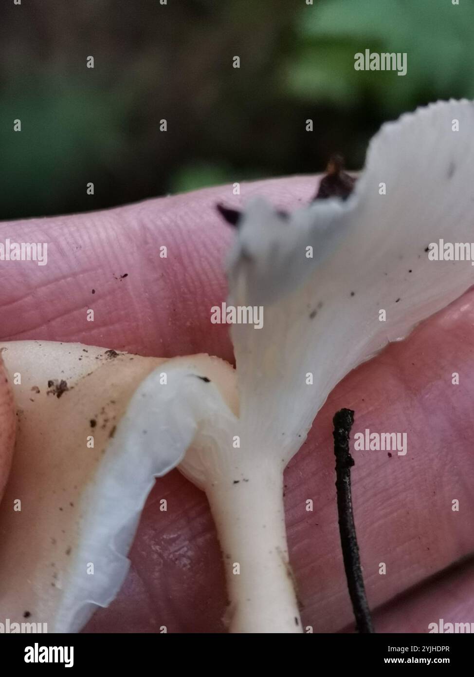 Fragrant Funnel (Clitocybe fragrans Stock Photo - Alamy