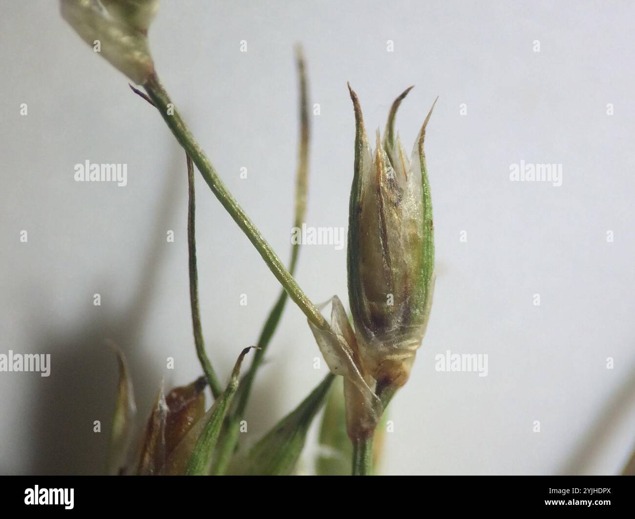 Toad rush (Juncus bufonius Stock Photo - Alamy