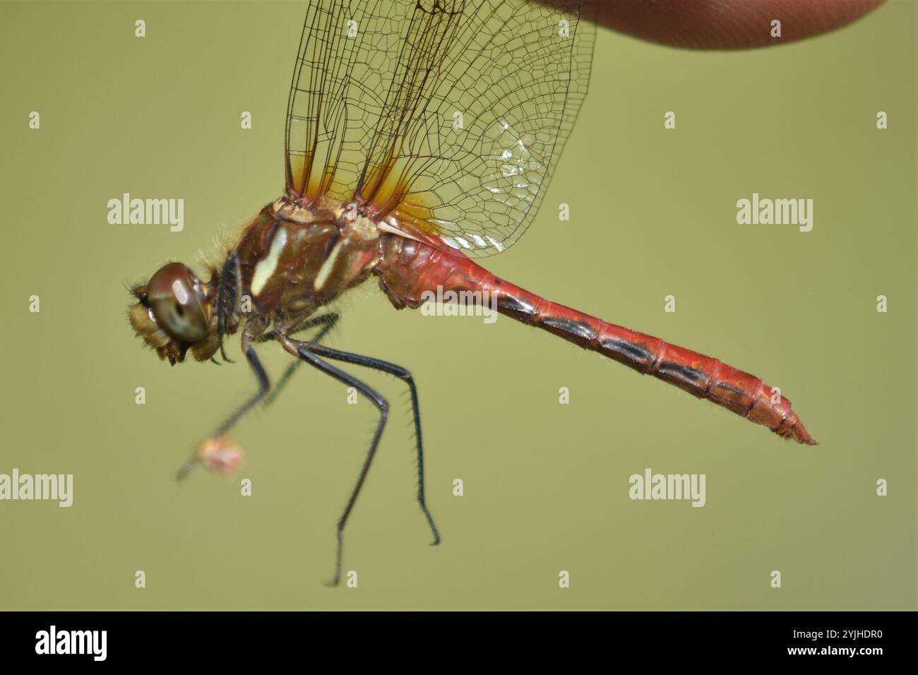 Sympetrum pallipes hi-res stock photography and images - Alamy