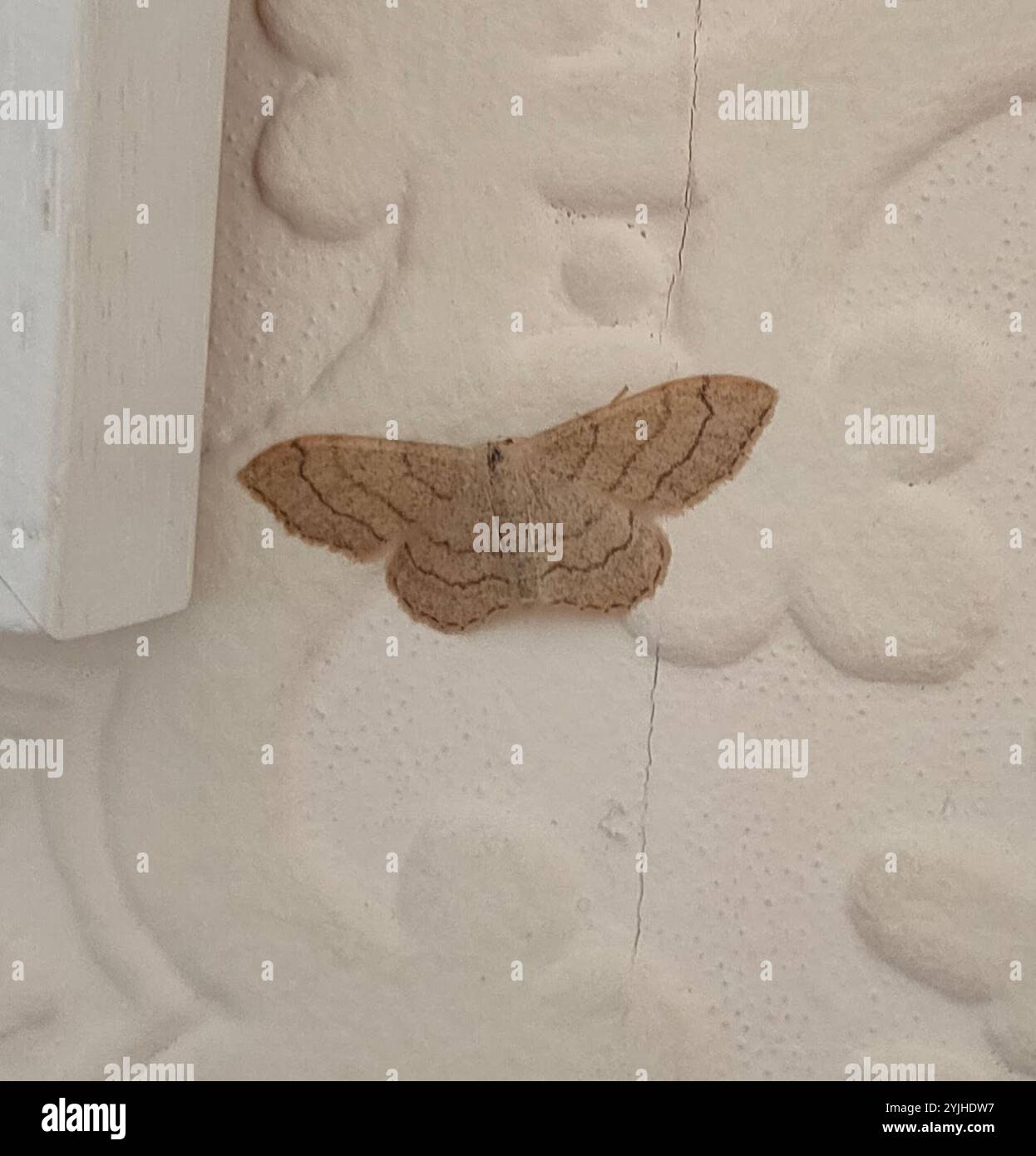 Riband Wave (Idaea aversata Stock Photo - Alamy