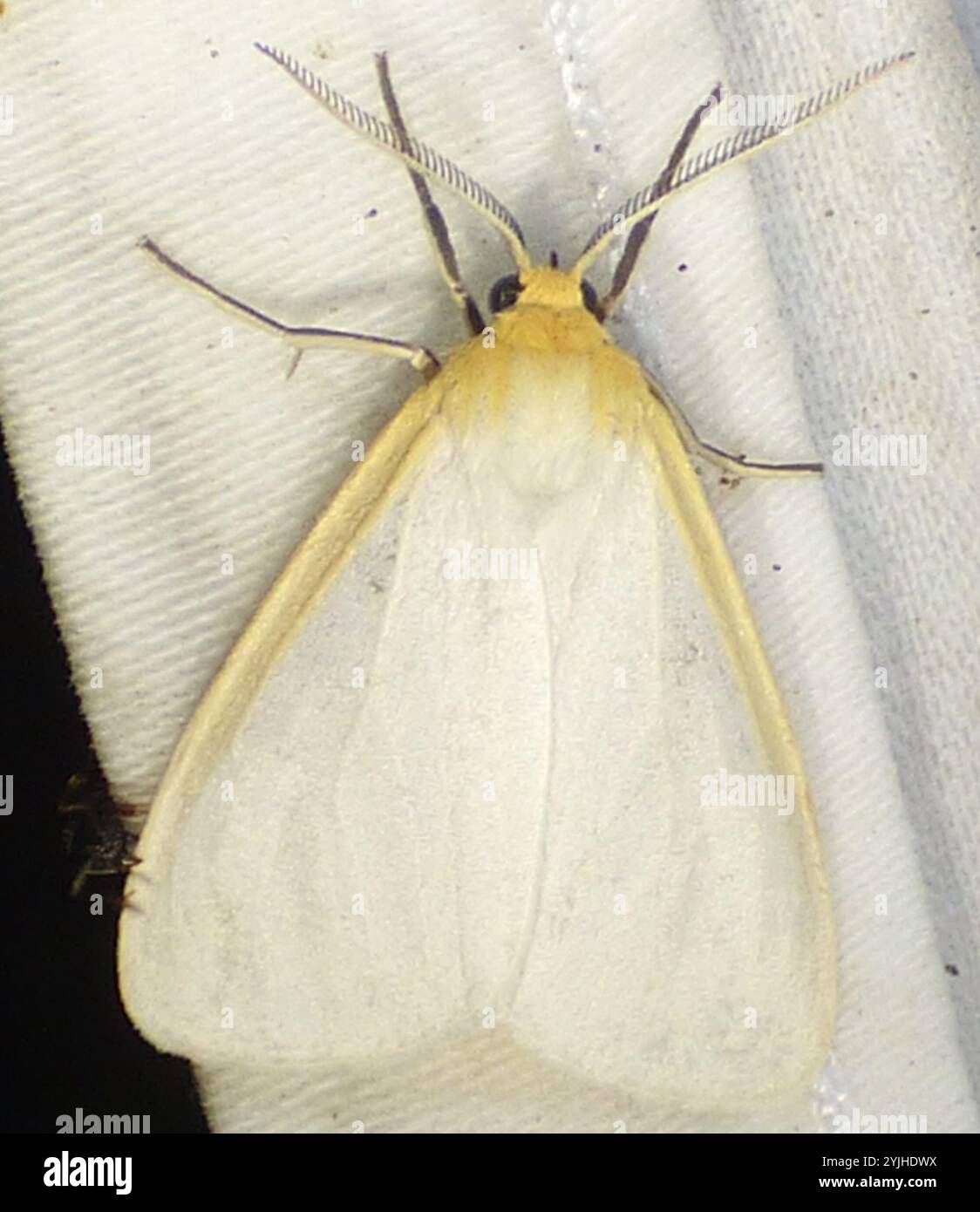 Delicate Cycnia Moth (Cycnia tenera Stock Photo - Alamy