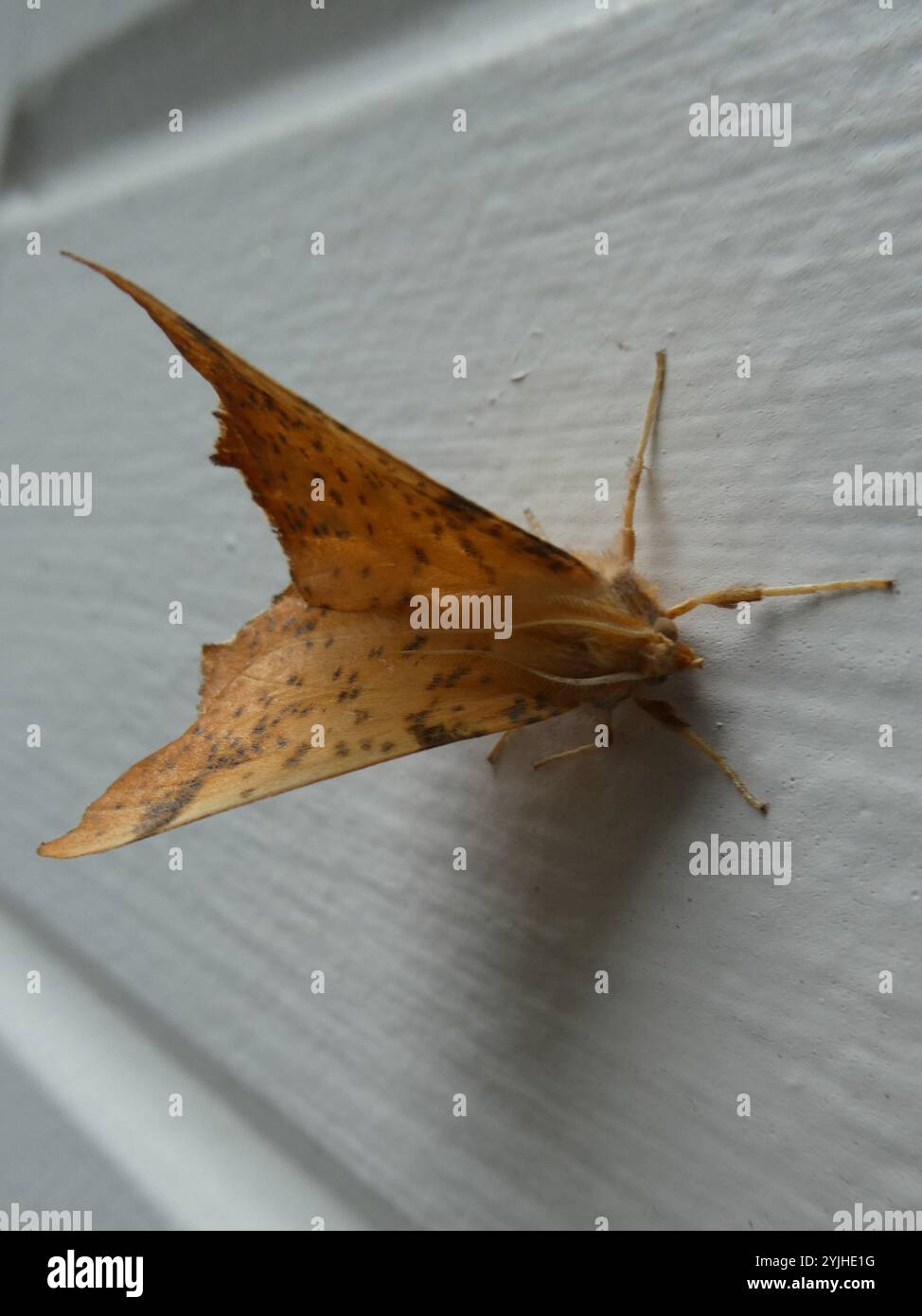 Maple Spanworm Moth (Ennomos magnaria Stock Photo - Alamy
