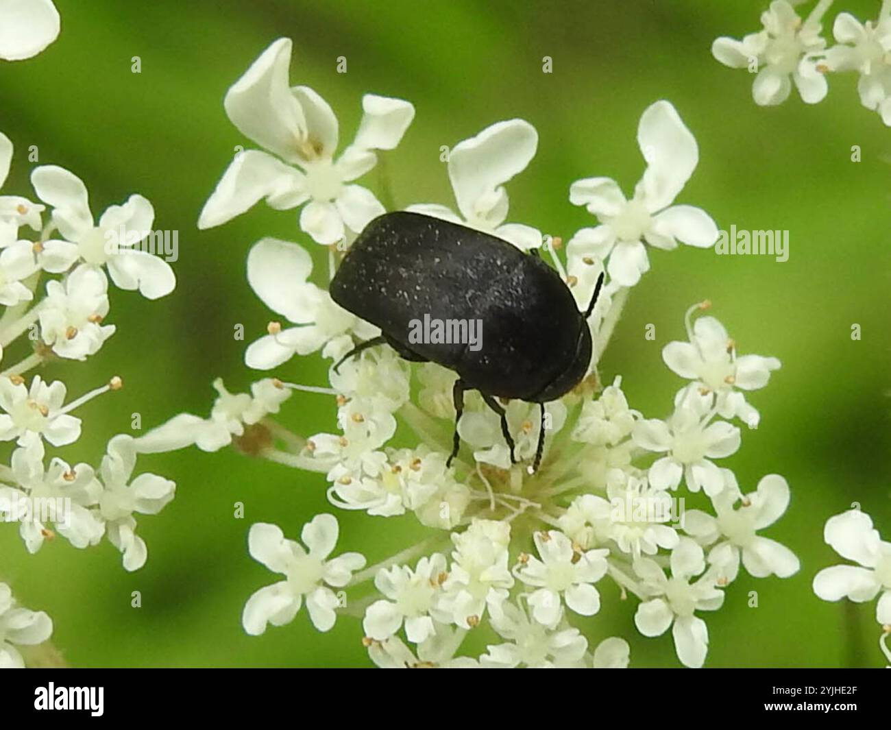 Mordella hi-res stock photography and images - Alamy