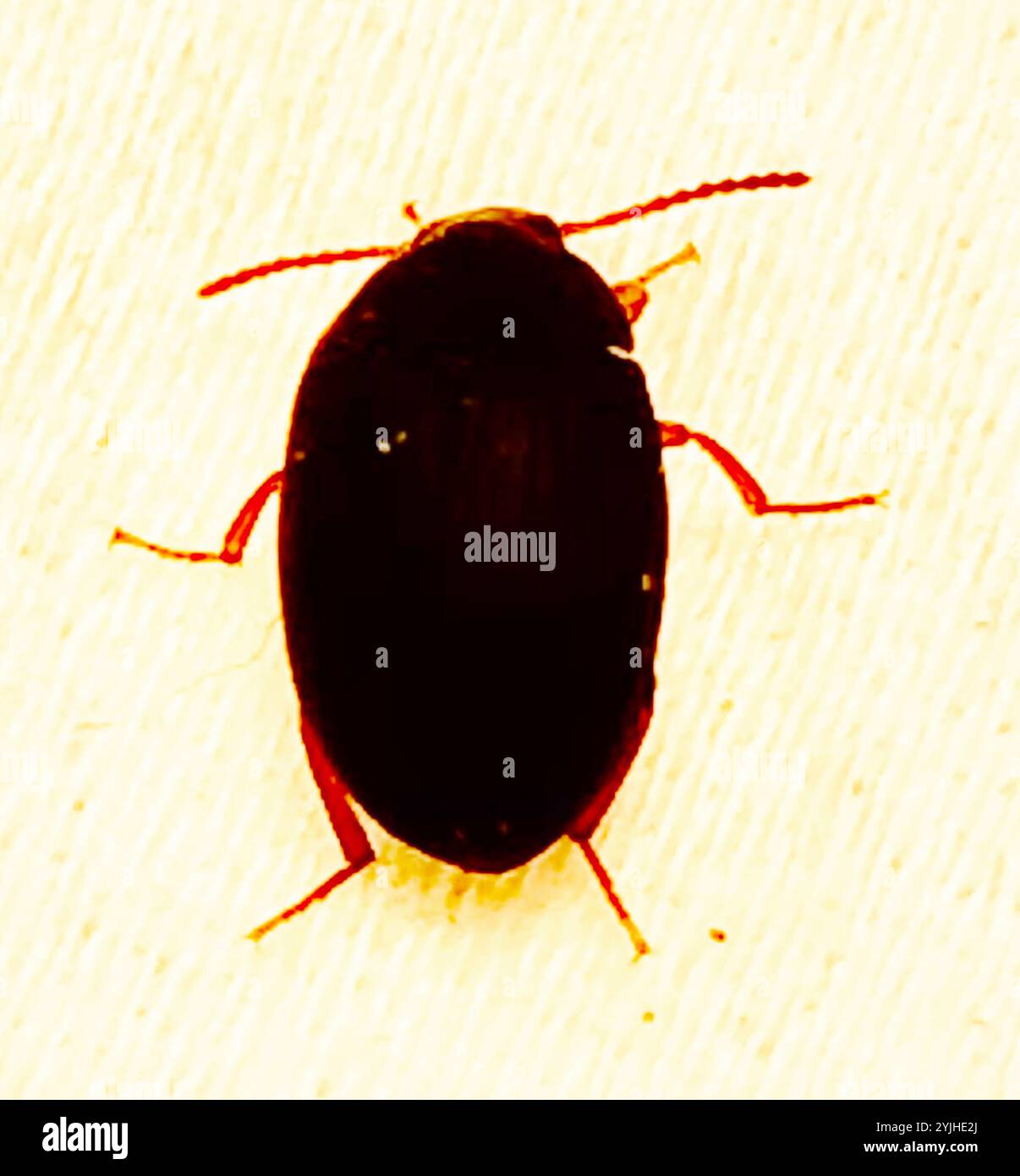 Red-horned Darkling Beetle (Platydema ruficornis Stock Photo - Alamy