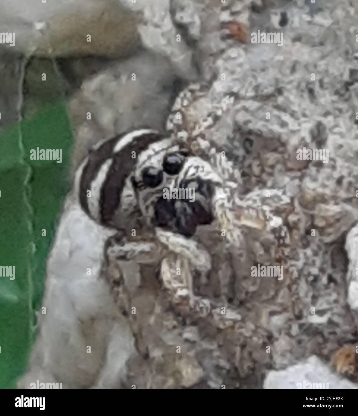 Zebra Jumping Spider (Salticus scenicus Stock Photo - Alamy