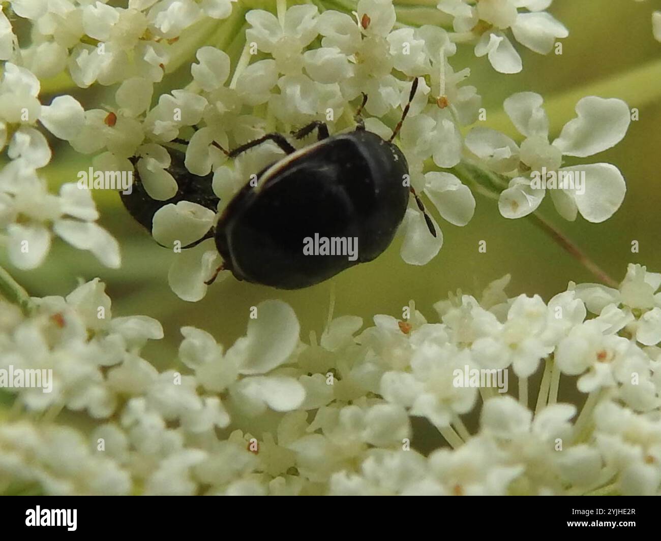 Stink Bugs, Shield Bugs, and Allies (Pentatomoidea Stock Photo - Alamy