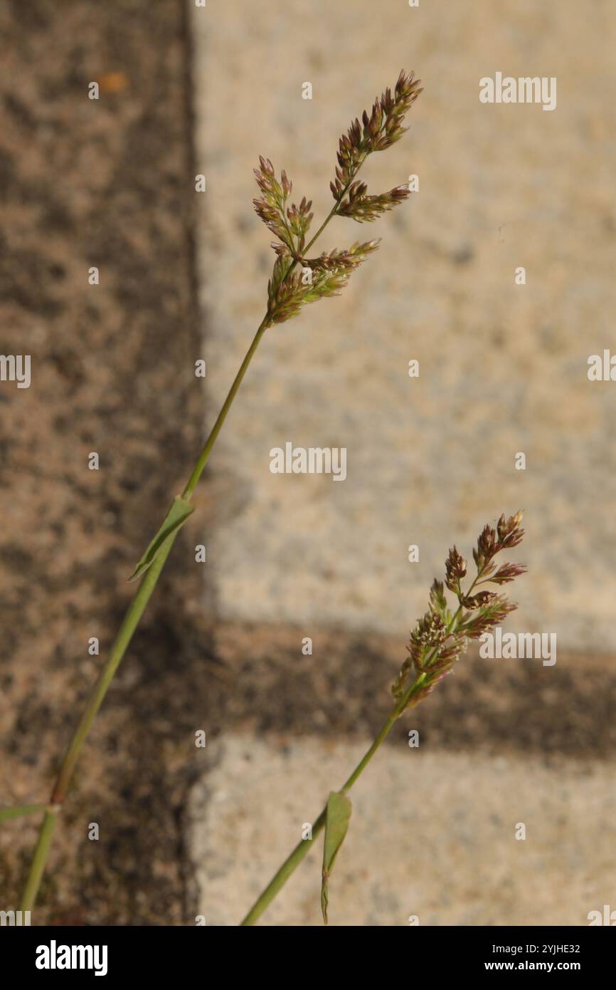 water beard grass (Polypogon viridis Stock Photo - Alamy