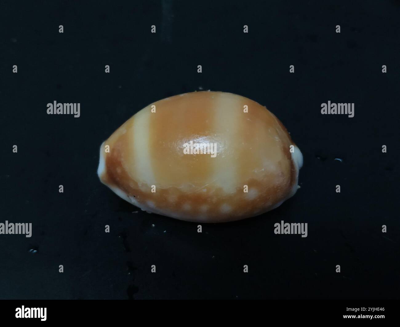 Calf Cowry (Lyncina vitellus Stock Photo - Alamy