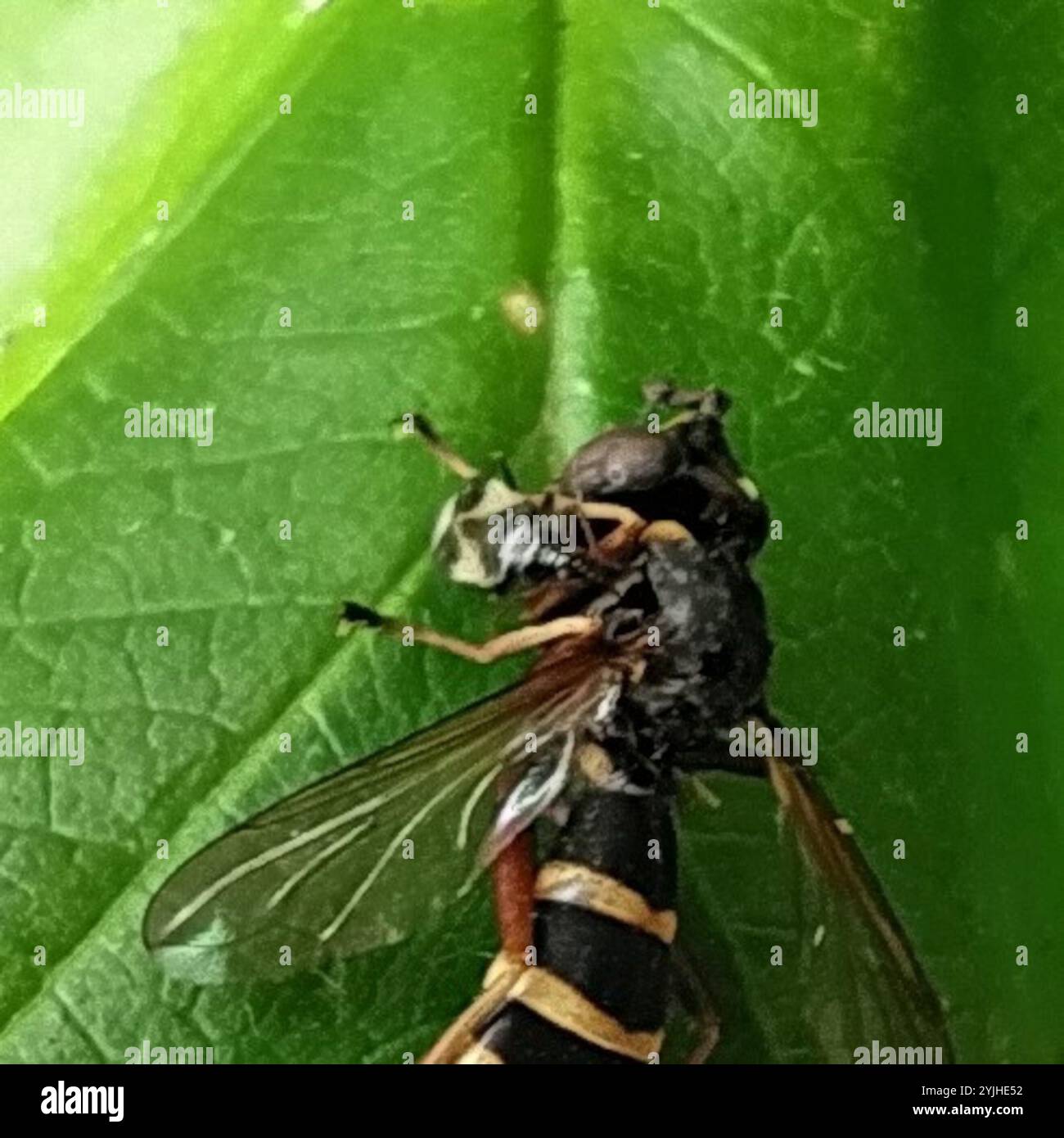 Minute pirate bugs (Anthocoridae Stock Photo - Alamy