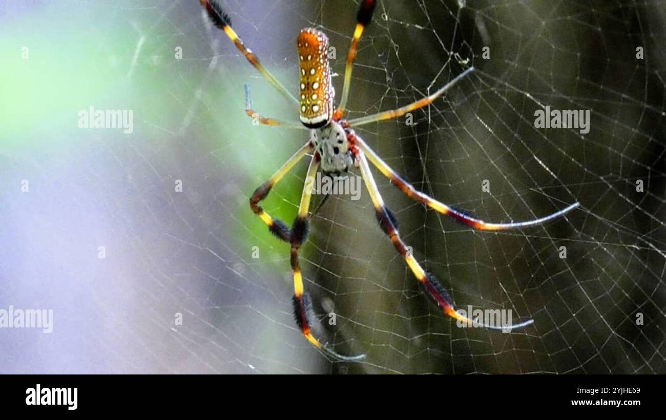 Golden Silk Spider (Trichonephila clavipes Stock Photo - Alamy