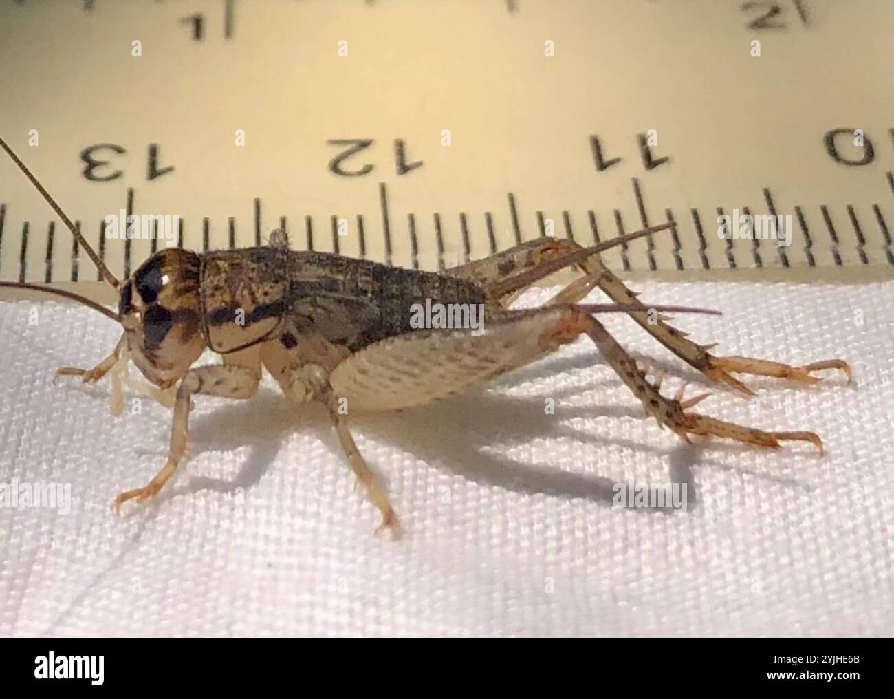 Japanese burrowing cricket hi-res stock photography and images - Alamy