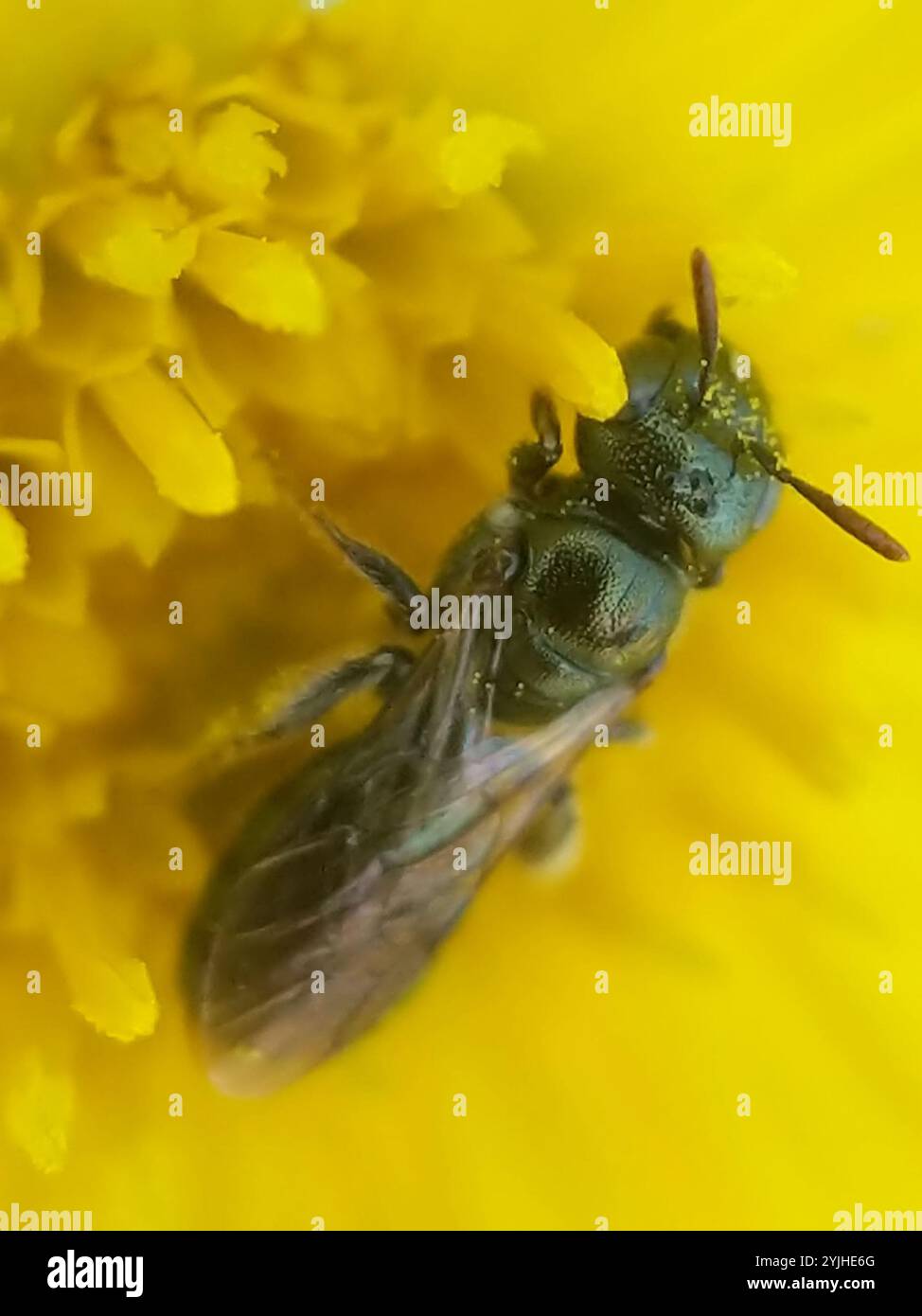 Small Carpenter Bees (Ceratina Stock Photo - Alamy