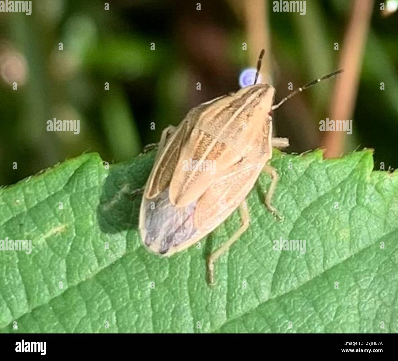 Bishop's Mitre Shield Bug (Aelia acuminata Stock Photo - Alamy