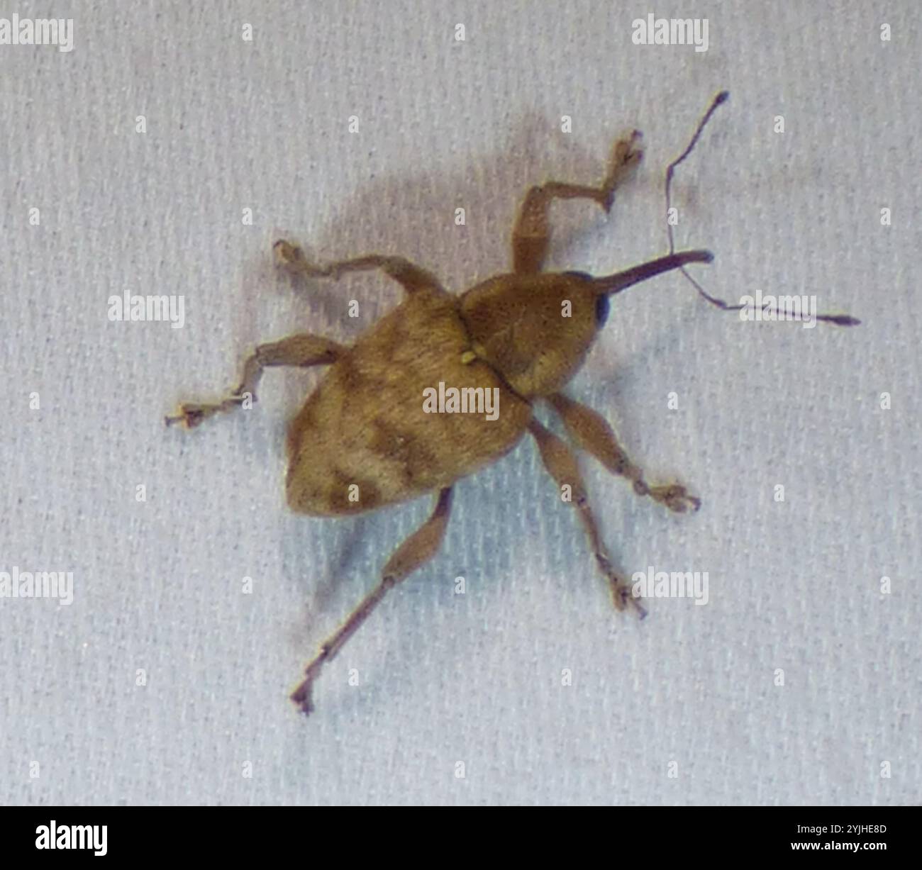 Nut and Acorn Weevils (Curculio Stock Photo - Alamy