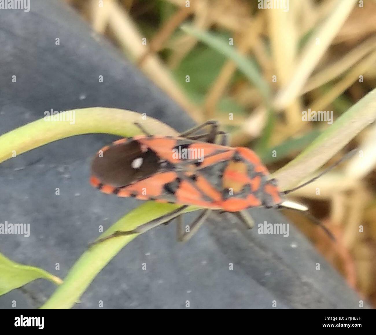 Indian Milkweed Bug (Spilostethus pandurus Stock Photo - Alamy
