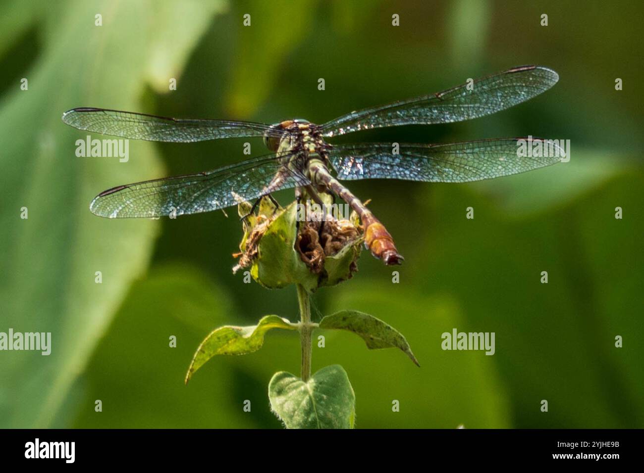 Russet tipped clubtail hi-res stock photography and images - Alamy