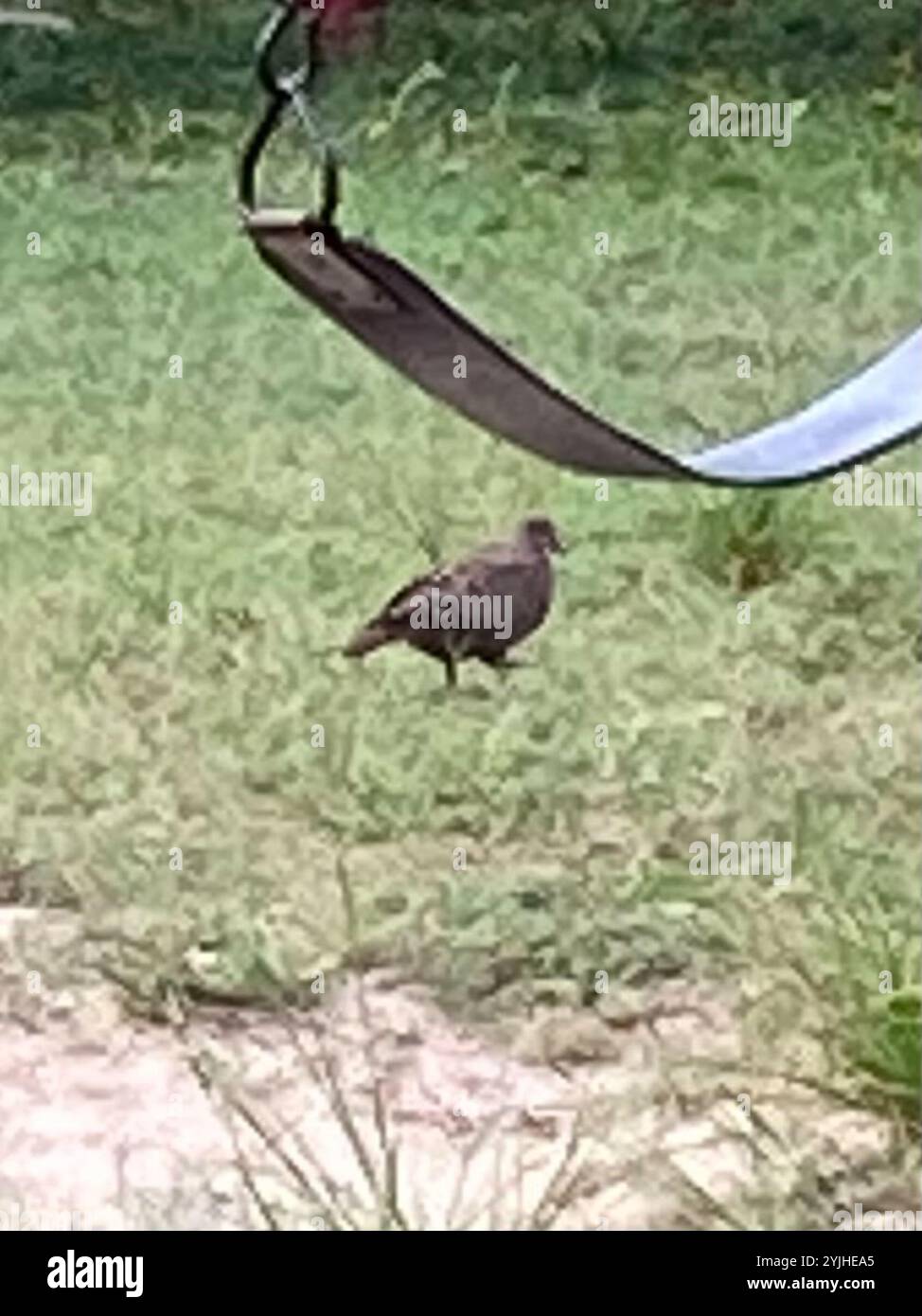 Zenaida Dove (Zenaida aurita Stock Photo - Alamy