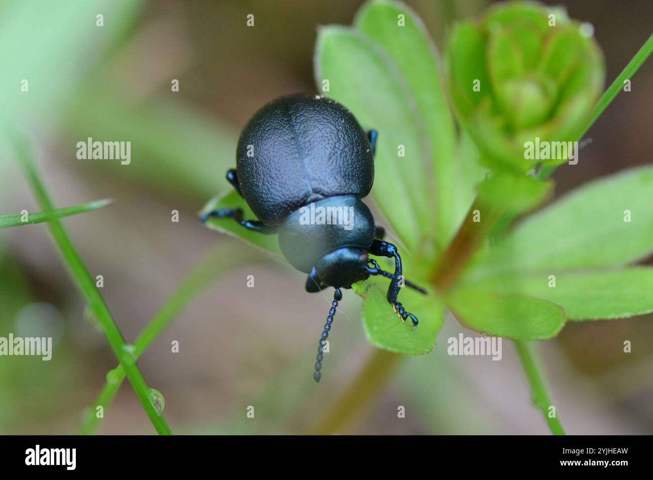 Lesser Bloody-nosed Beetle (Timarcha goettingensis Stock Photo - Alamy