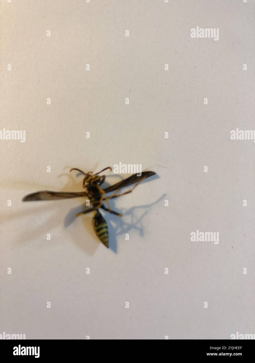 Guinea Paper Wasp (Polistes exclamans Stock Photo - Alamy