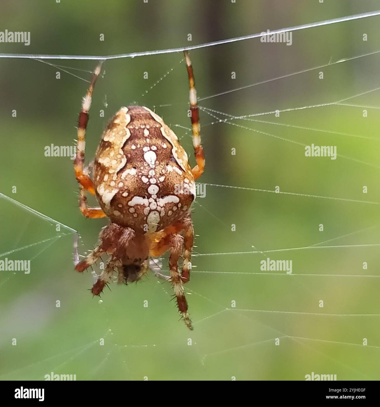 Cross Orbweaver (Araneus diadematus Stock Photo - Alamy