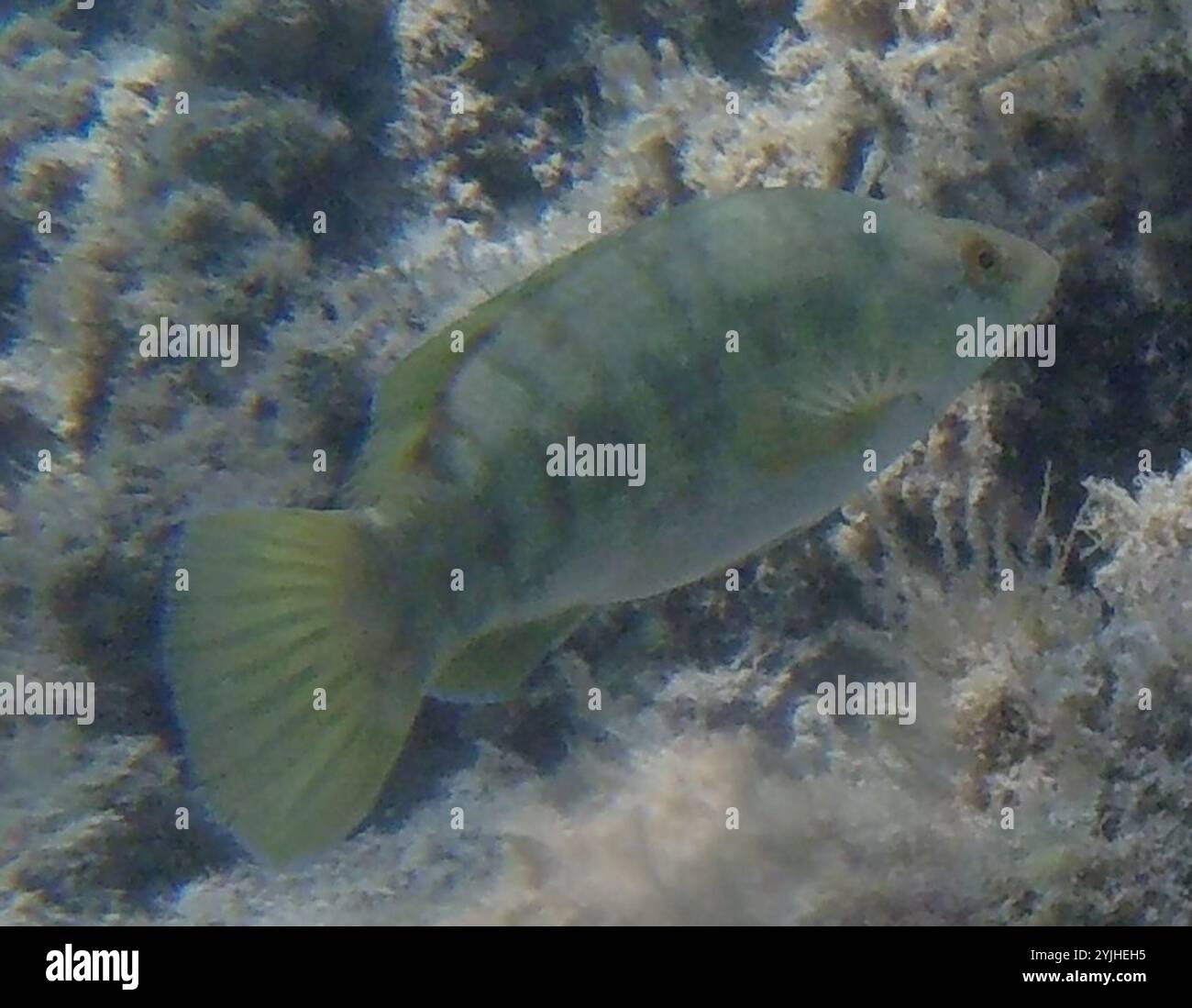 Brown Wrasse (Labrus merula Stock Photo - Alamy