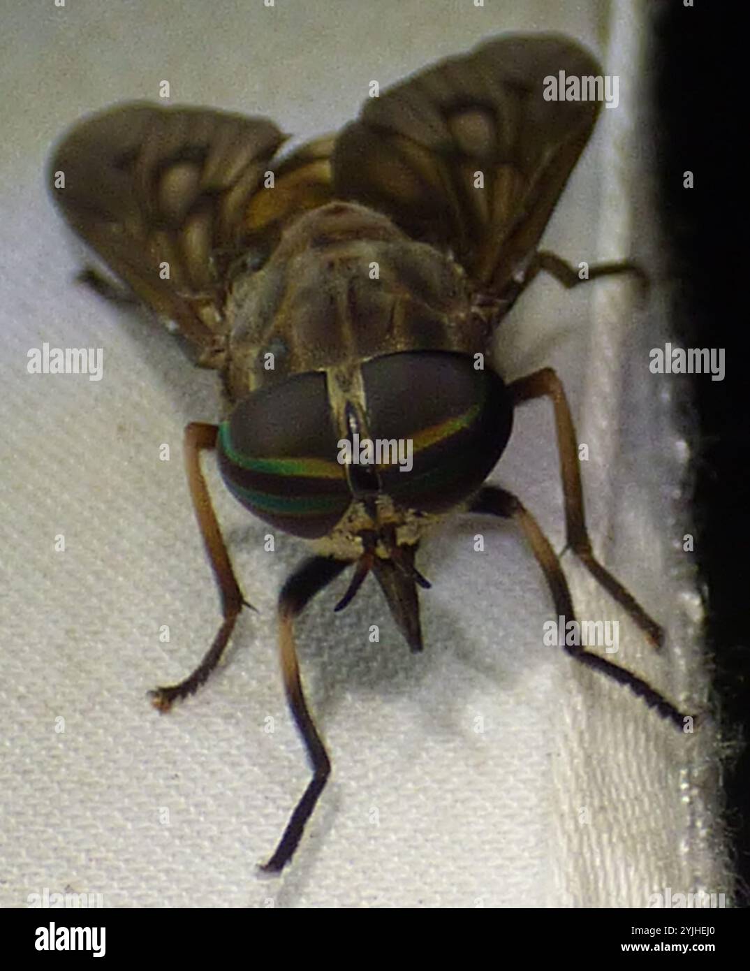 True Horse Flies (Tabanus Stock Photo - Alamy