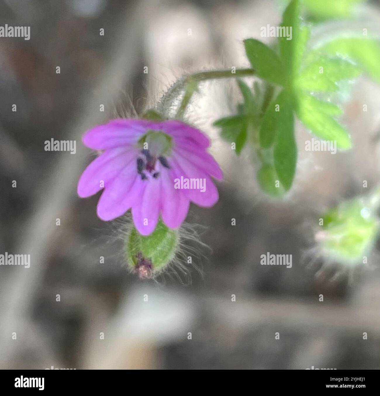 Dove's-foot crane's-bill (Geranium molle Stock Photo - Alamy