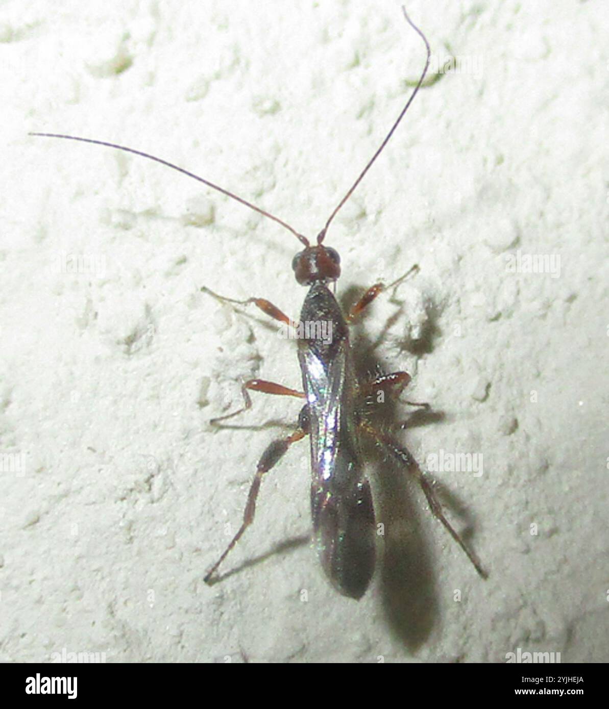 Crown Wasps (Stephanidae Stock Photo - Alamy