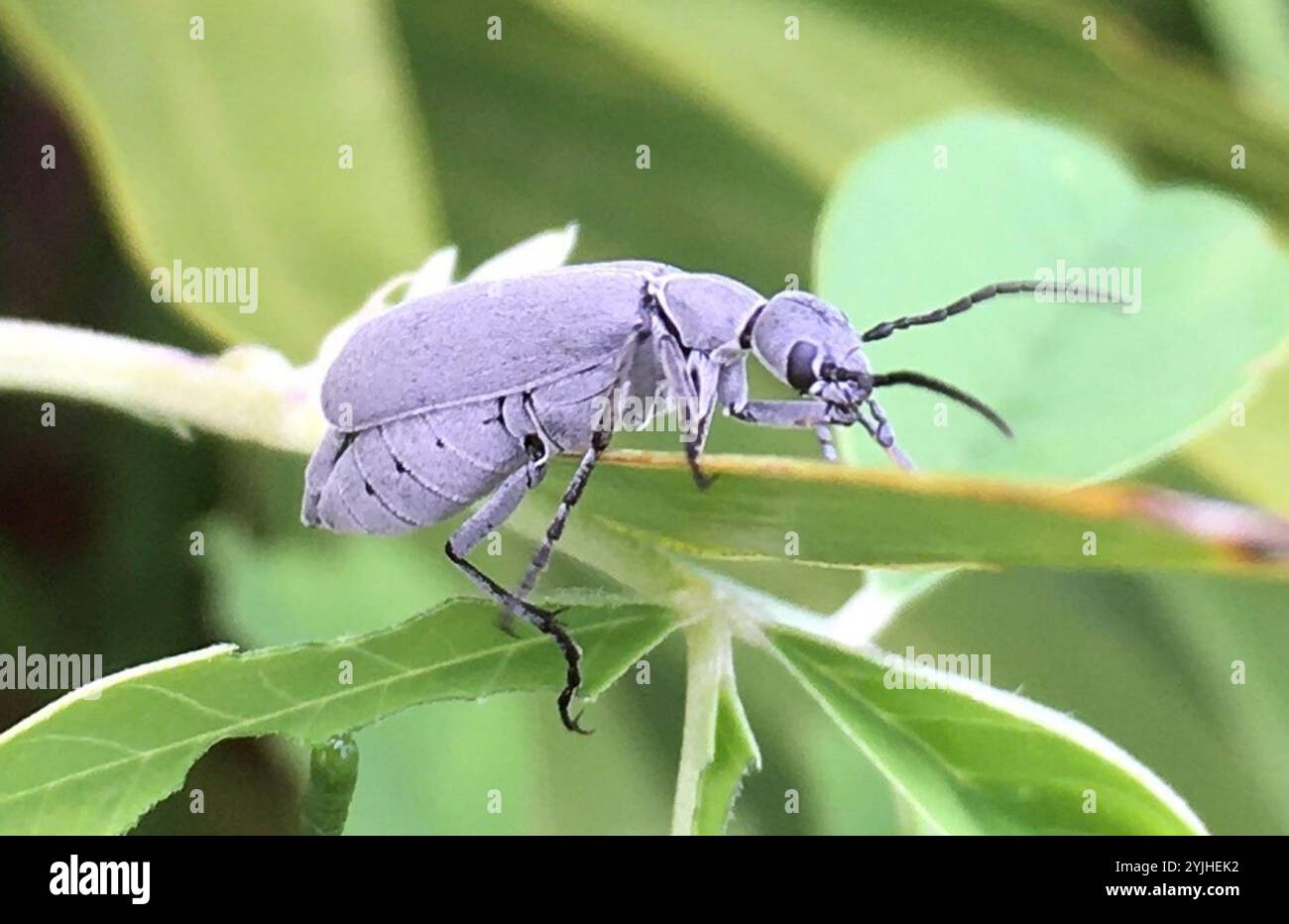 Florida Blister Beetle (Epicauta floridensis Stock Photo - Alamy