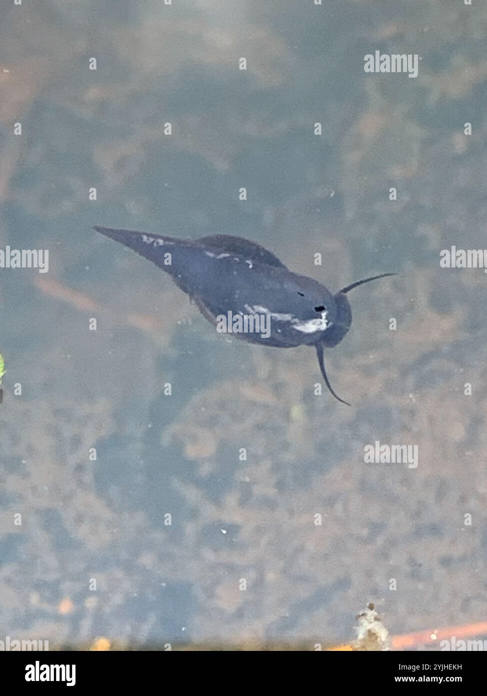 Acute Bladder Snail (Physella acuta Stock Photo - Alamy