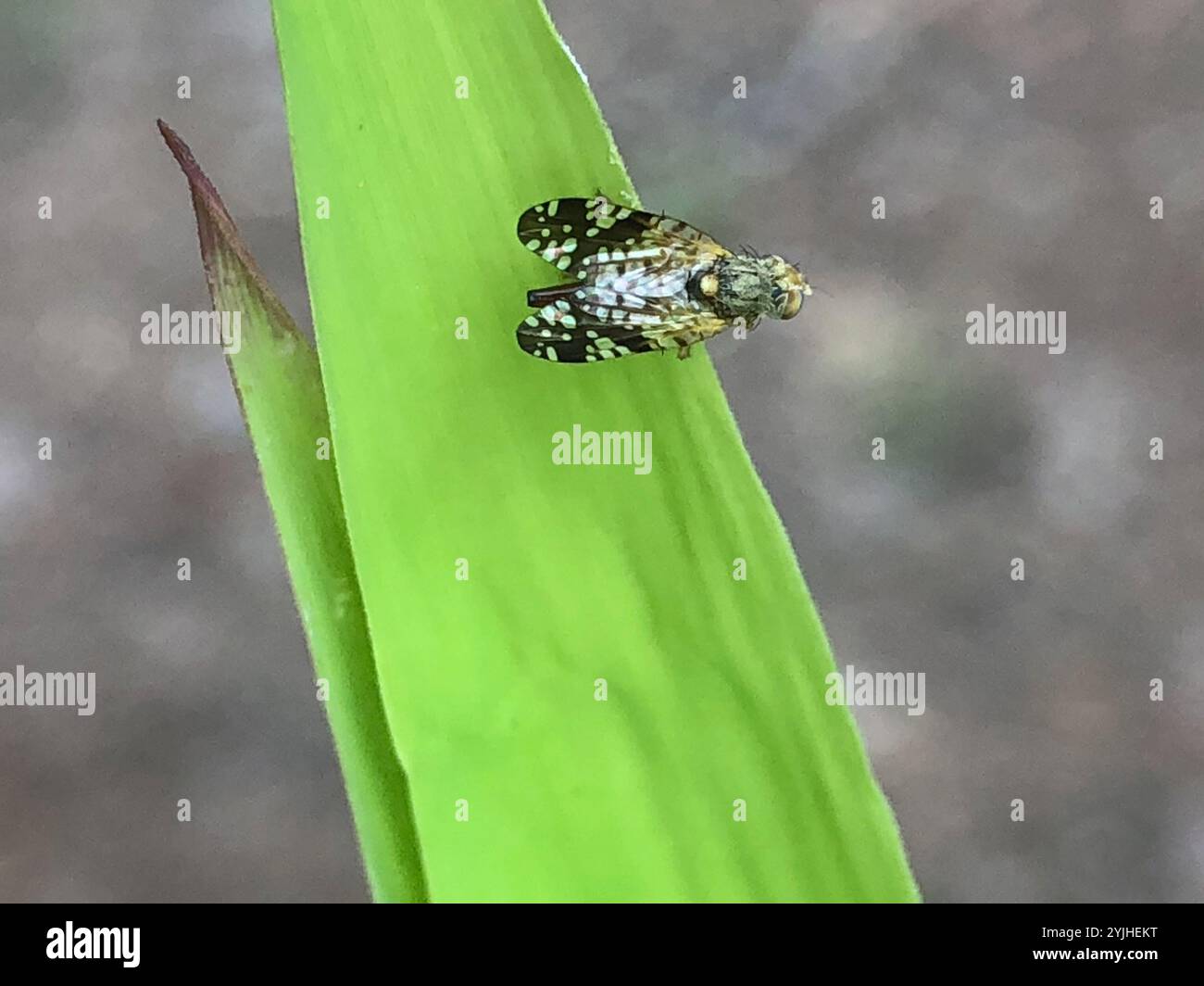 Sunflower Seed Maggot (Neotephritis finalis Stock Photo - Alamy