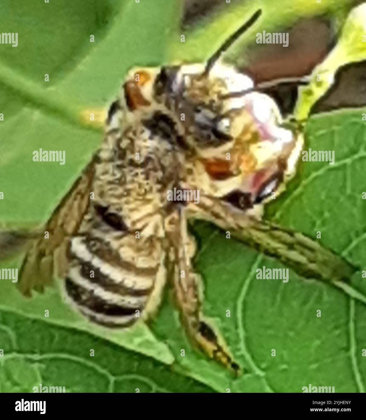 Perihirta hi-res stock photography and images - Alamy