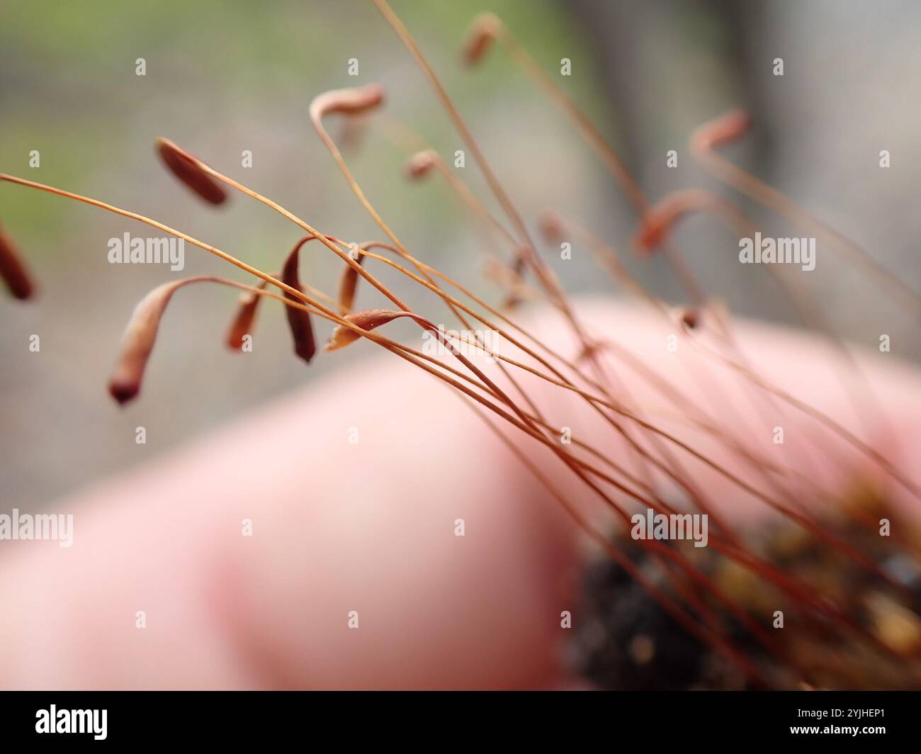 Capillary Thread-moss (Ptychostomum capillare Stock Photo - Alamy