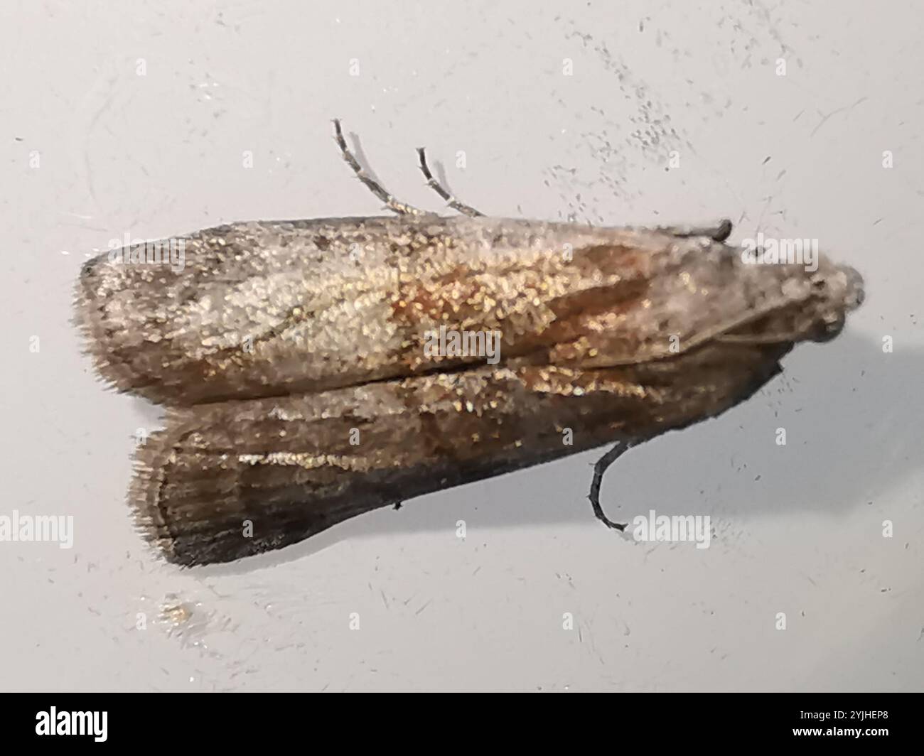Dotted Oak Knot-horn (Phycita roborella Stock Photo - Alamy