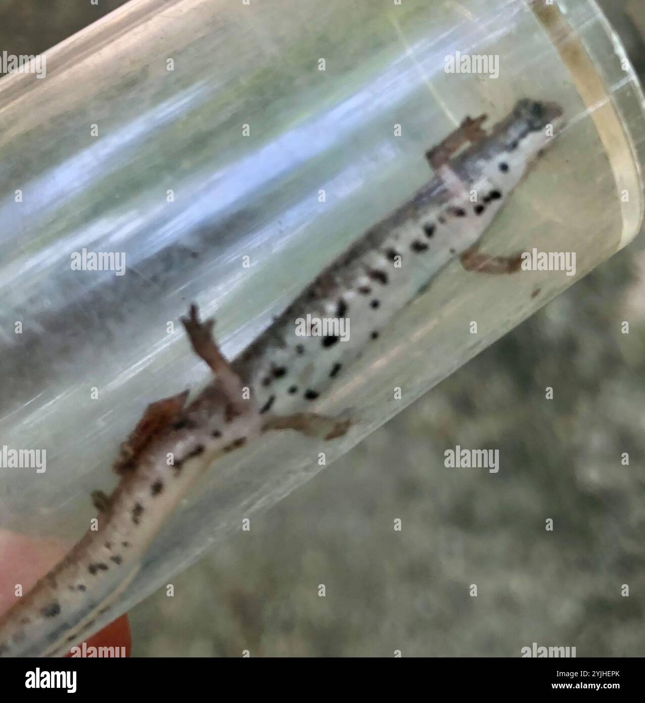 Four-toed Salamander (Hemidactylium scutatum Stock Photo - Alamy