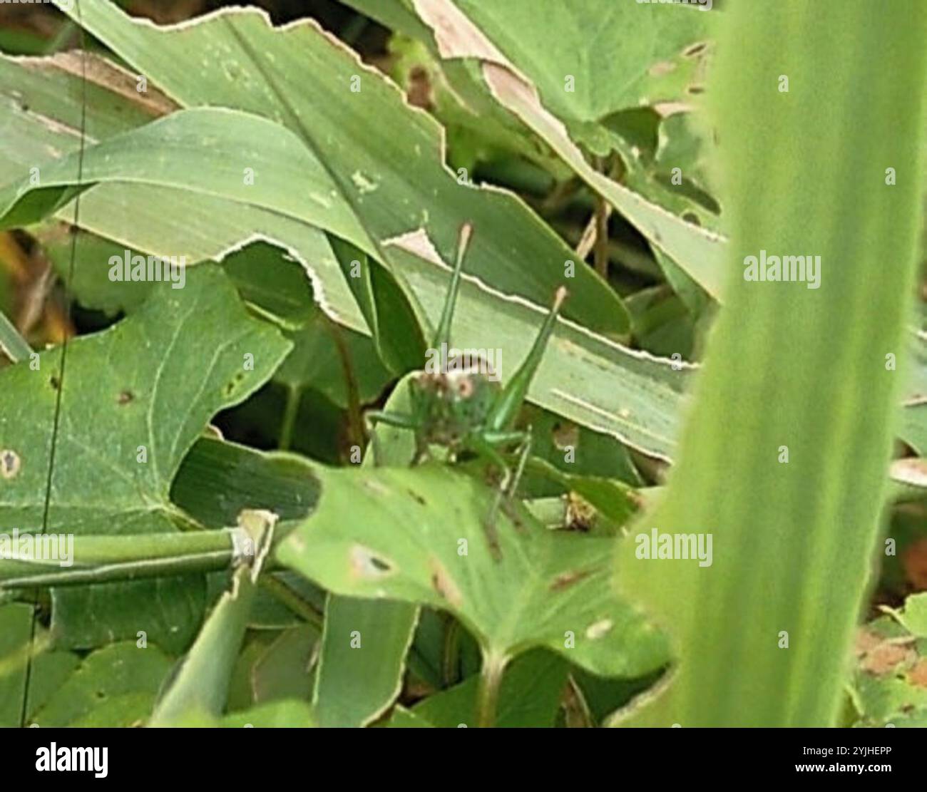 Long-winged Conehead (Conocephalus fuscus Stock Photo - Alamy