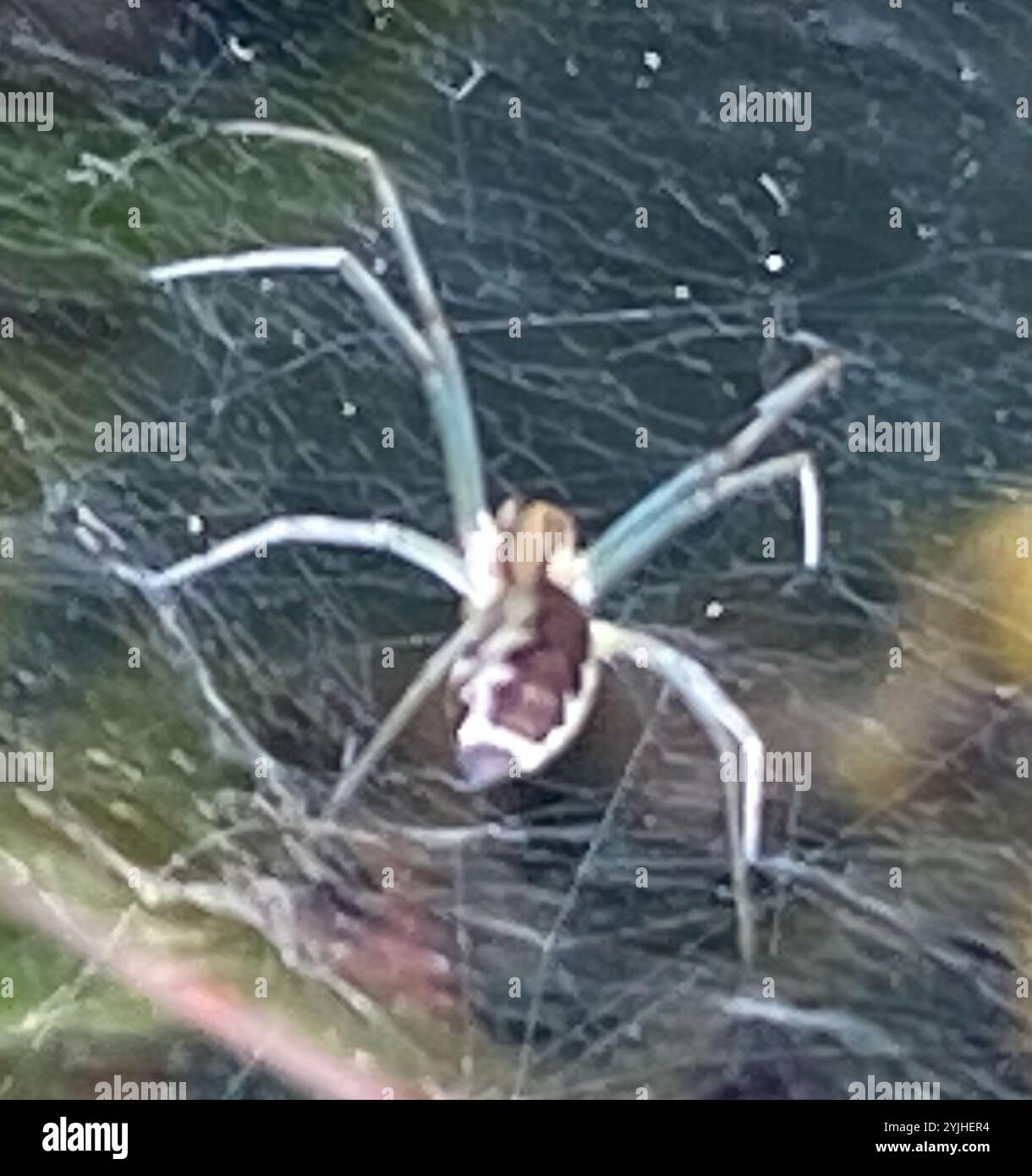Common sheetweb spider (Linyphia triangularis Stock Photo - Alamy