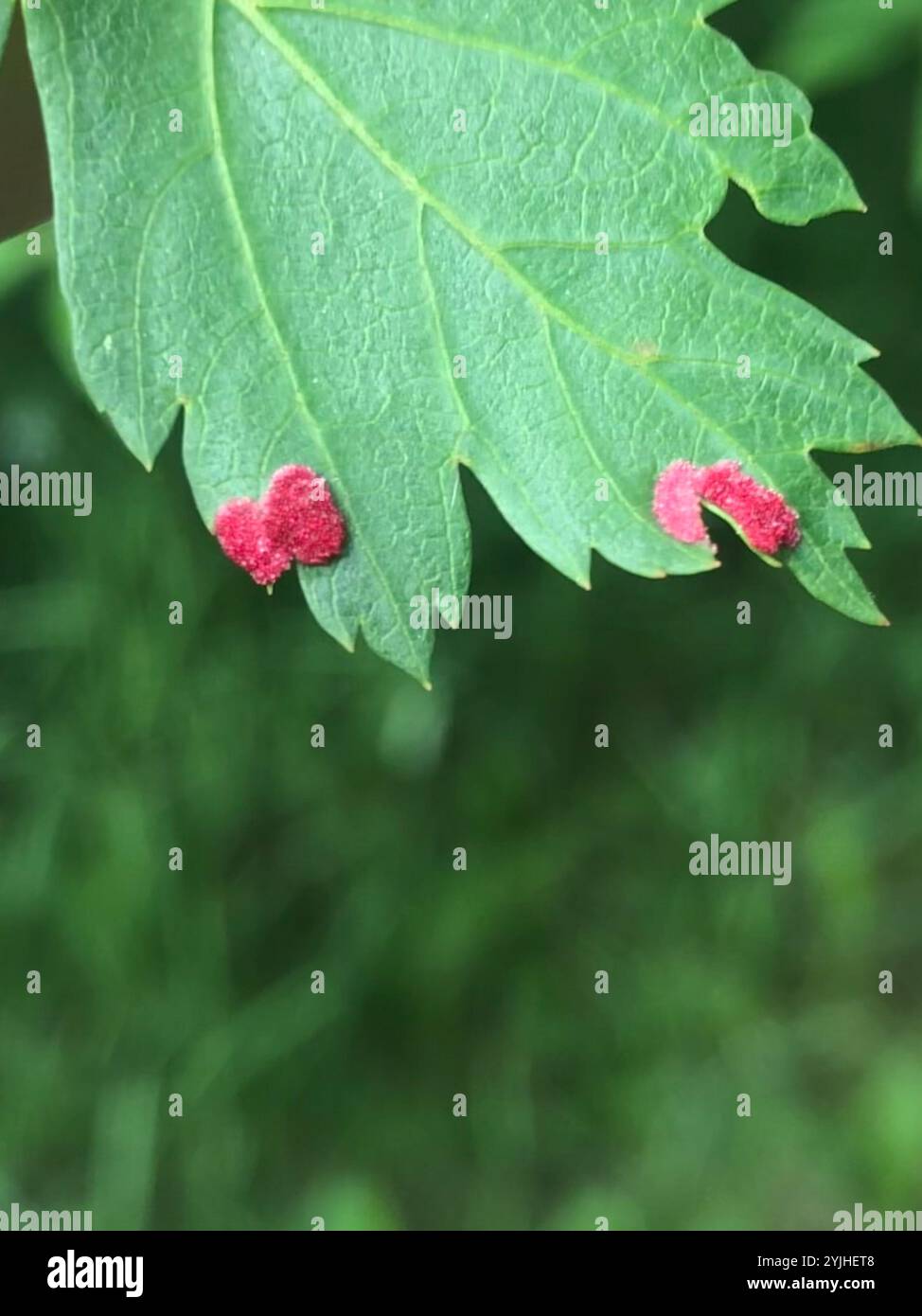 Rocky Mountain Maple Felt Mite (Aceria calaceris Stock Photo - Alamy