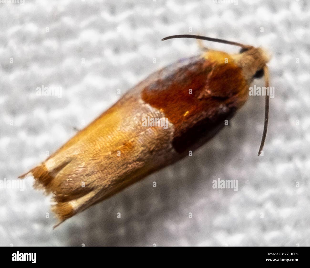 Two-toned Ancylis Moth (Ancylis divisana Stock Photo - Alamy